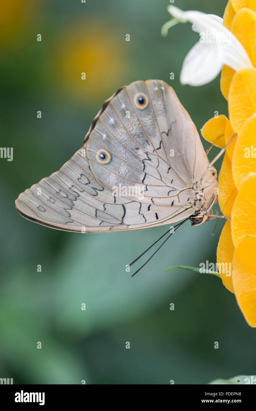 Shaded-Blue Leafwing Butterfly: Prepona laertes. Butterfly house, UK ...