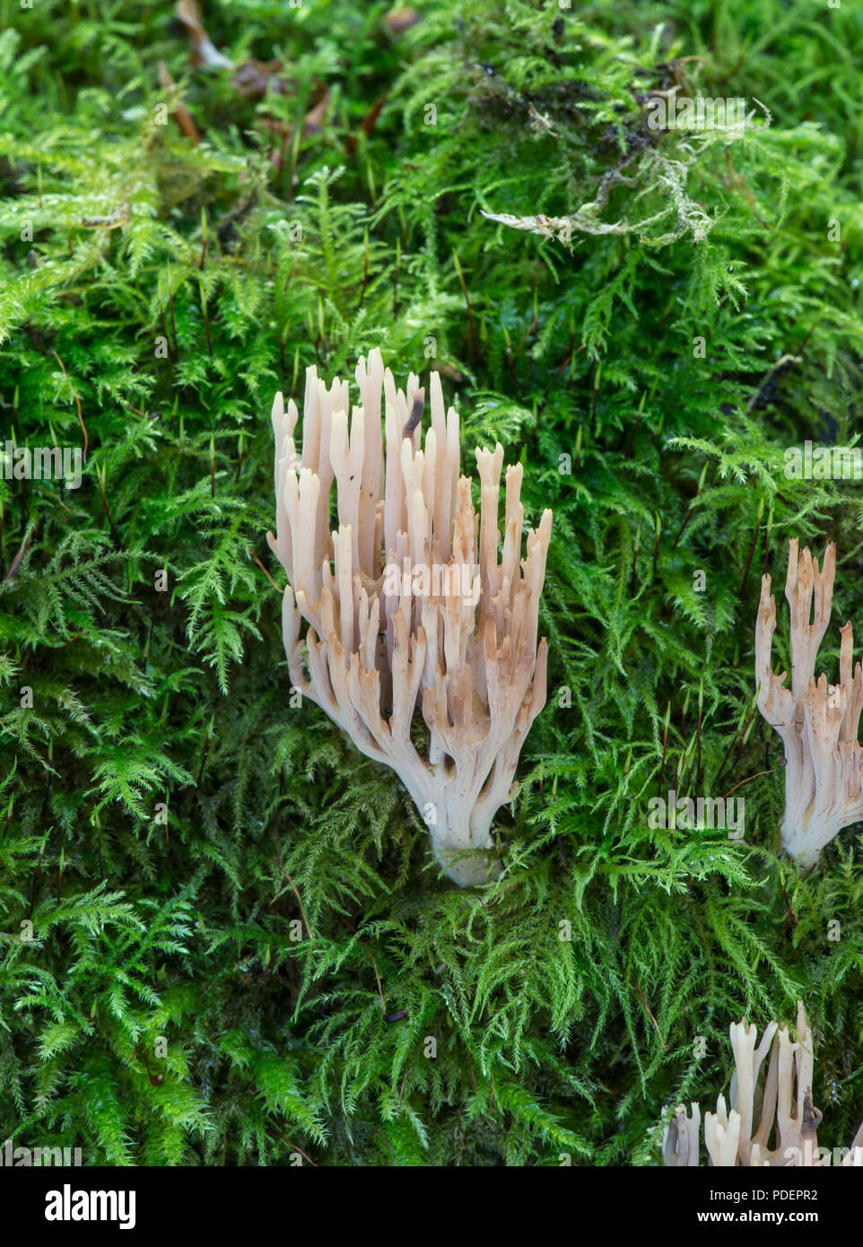 Upright Coral Fungus: Ramaria stricta. Sussex, UK Stock Photo - Alamy