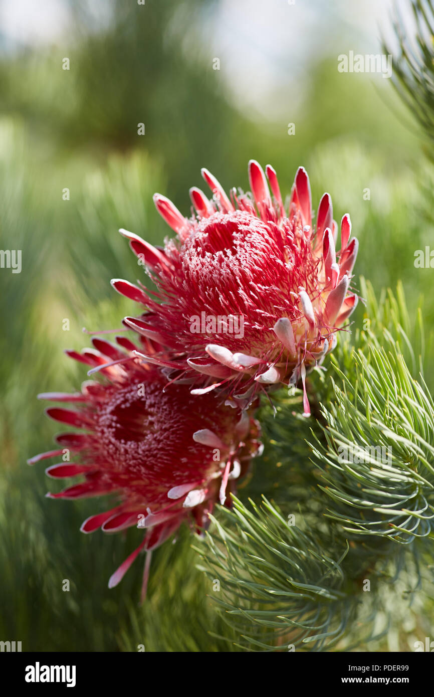 Red protea hi-res stock photography and images - Alamy