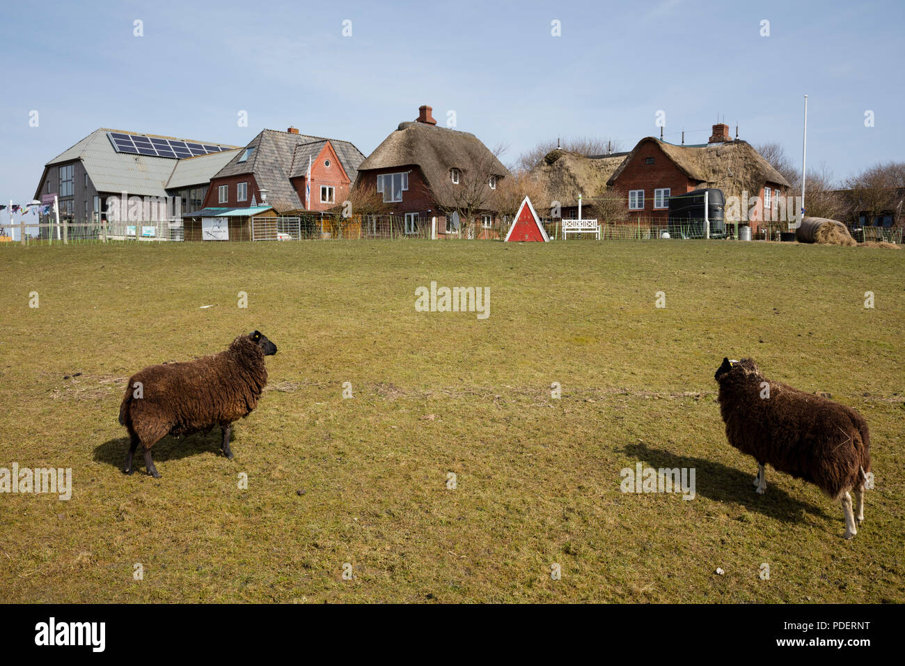 Village Hanswarft, Hallig Hooge, North Frisia, Schleswig-Holstein ...