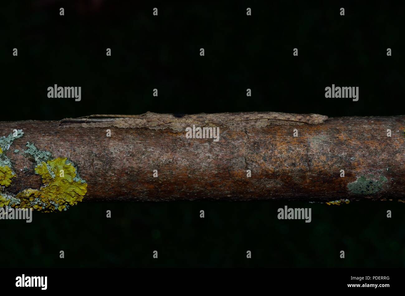 Mimicry mimesis arthropods hi-res stock photography and images - Alamy