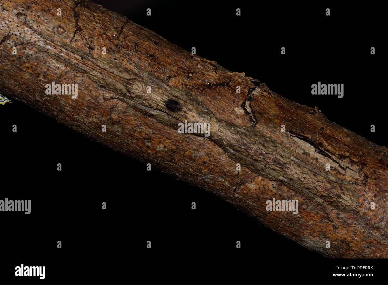 Phasmide hi-res stock photography and images - Alamy