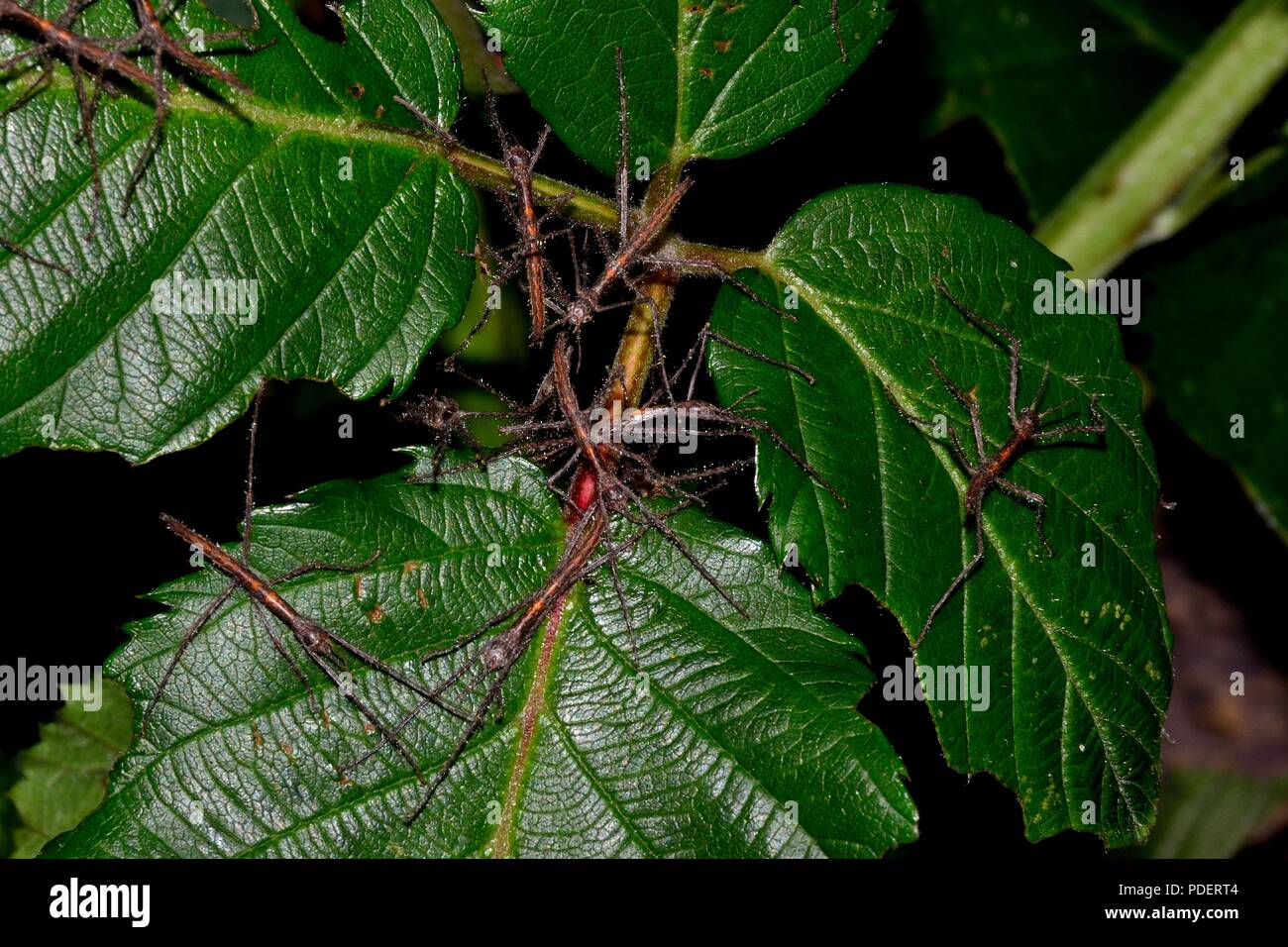 Mimicry mimesis arthropods hi-res stock photography and images - Alamy