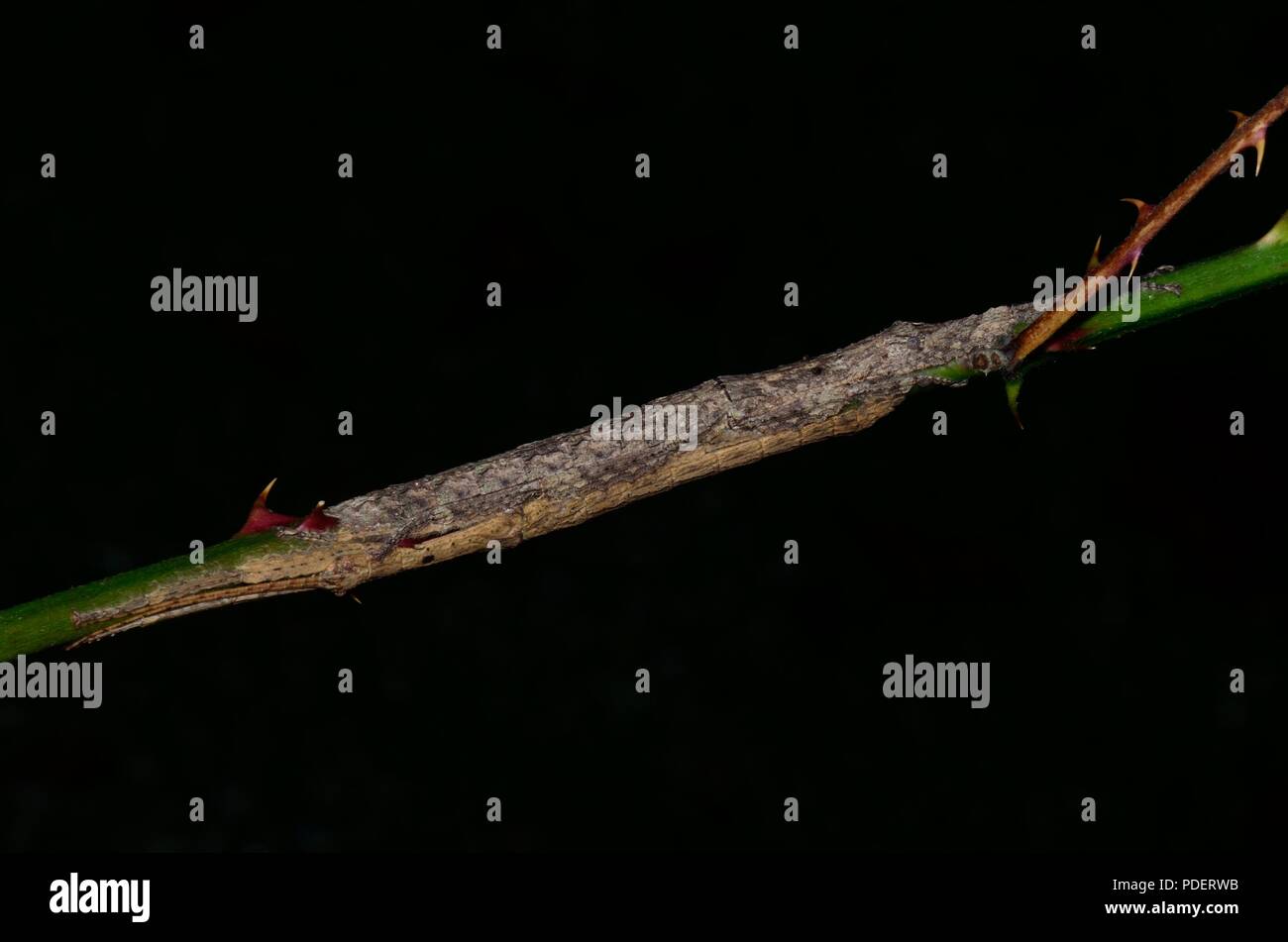 Mimicry mimesis arthropods hi-res stock photography and images - Alamy