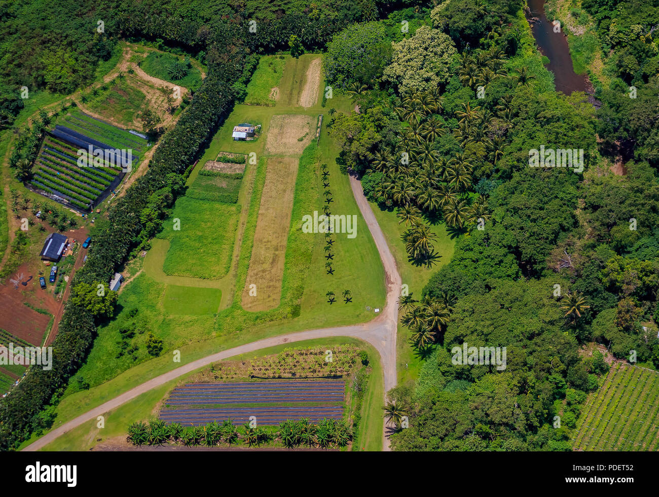 Aerial view of pineapple fields and landscape with palm trees in Oahu ...