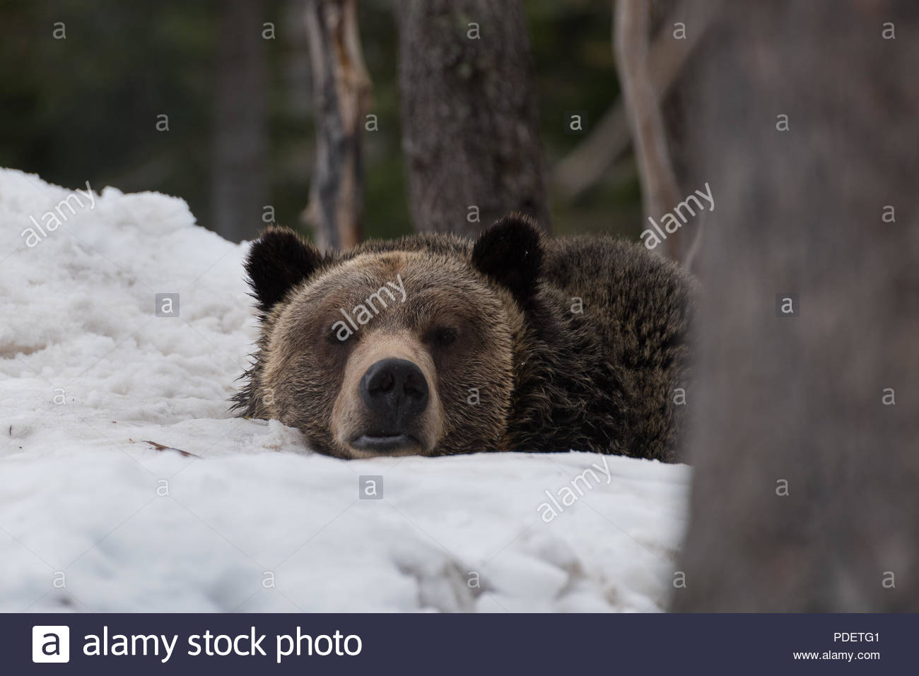 Sleep Brown Bear High Resolution Stock Photography and Images - Alamy