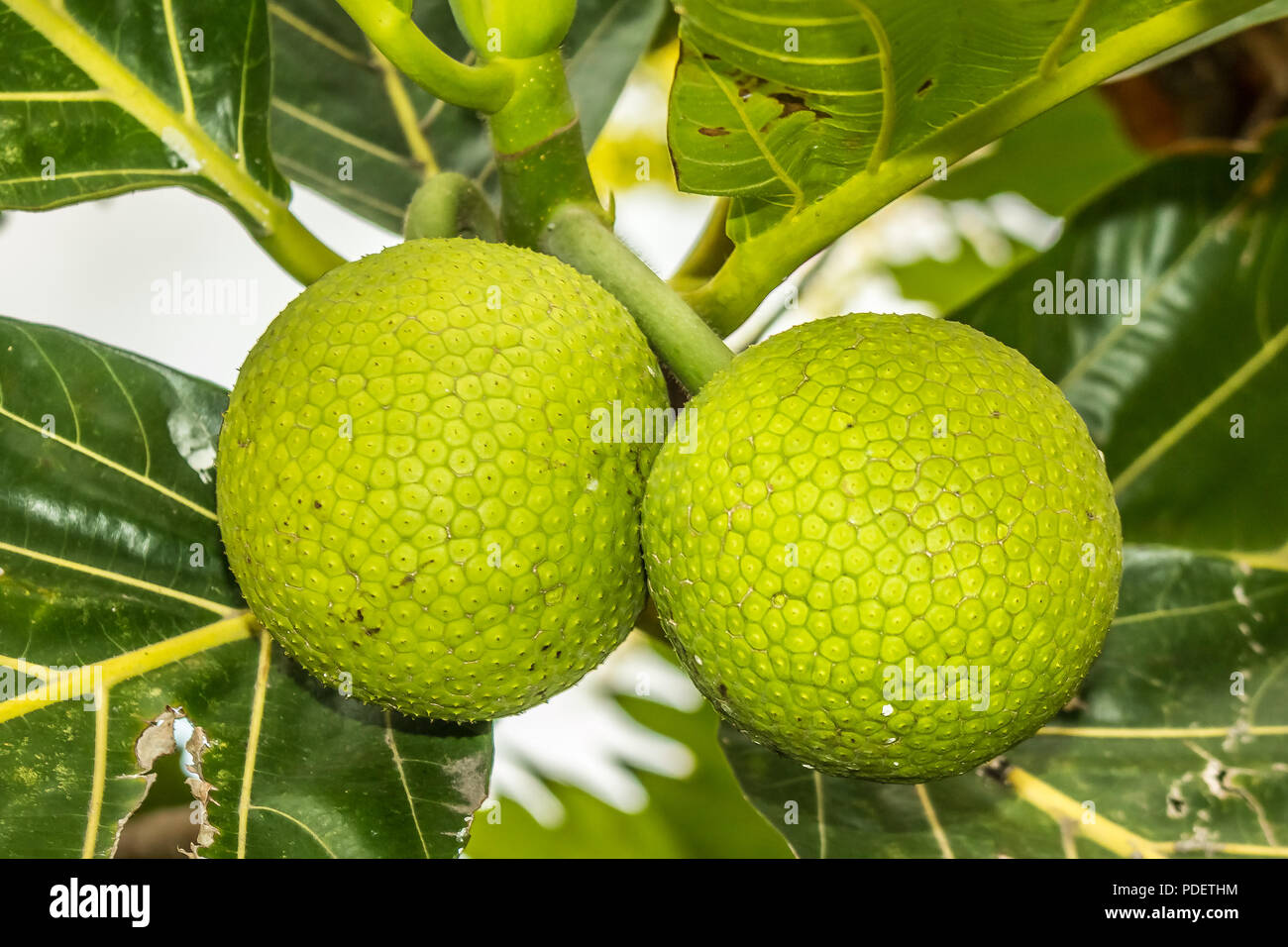 Island breadfruit hi-res stock photography and images - Alamy