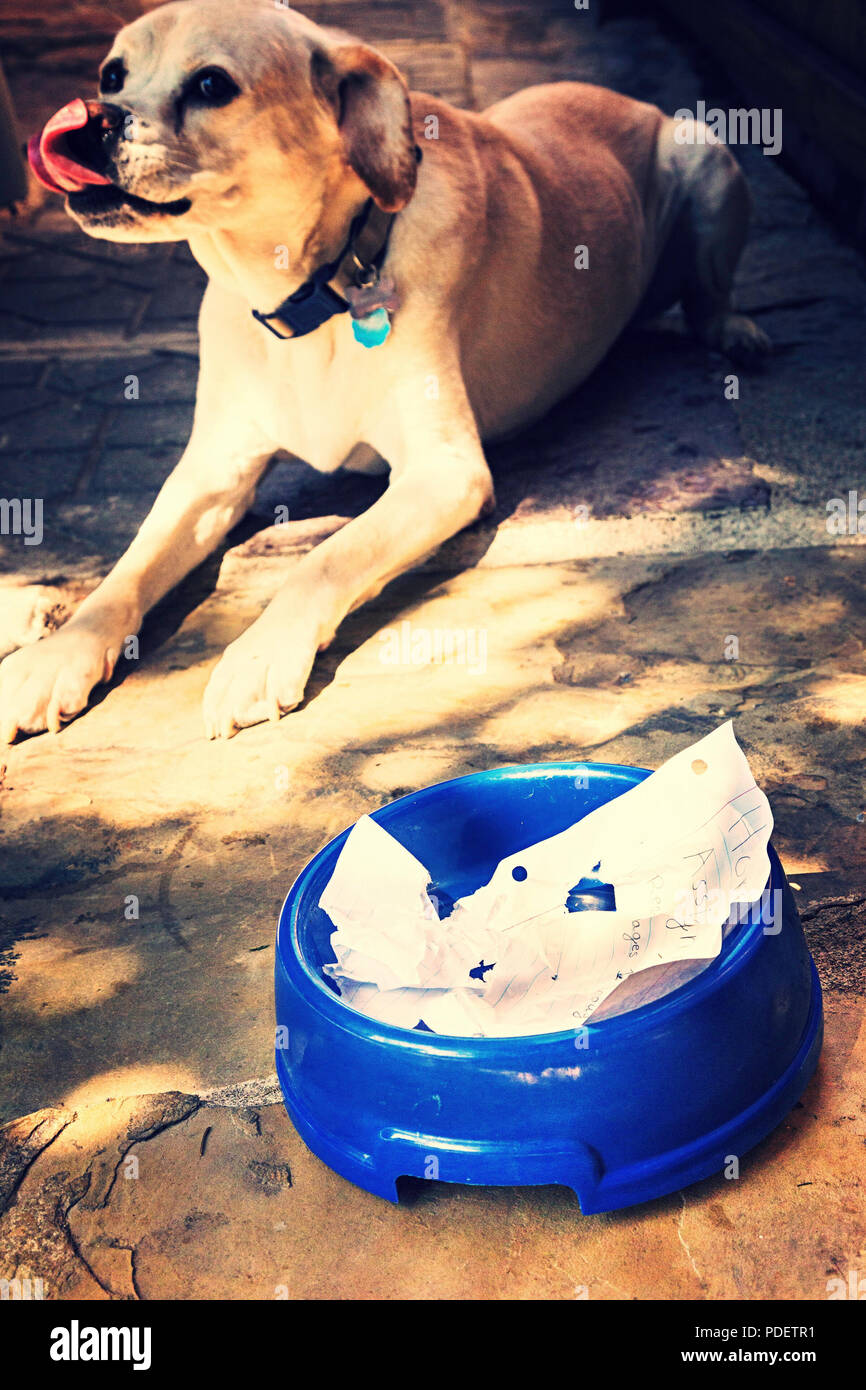 "Dog ate my homework" excuse, USA Stock Photo - Alamy