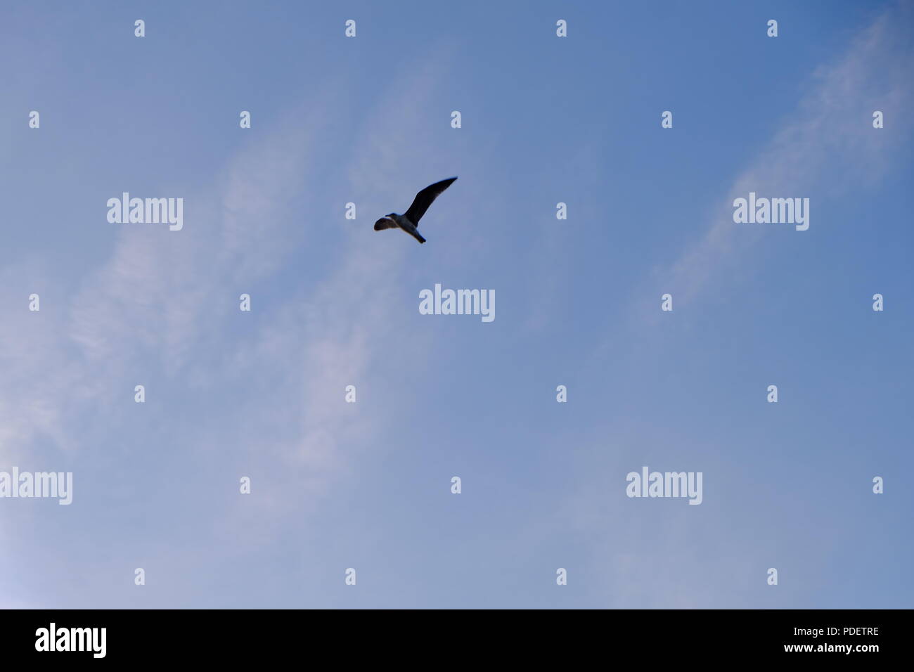 Dublin seagull hi-res stock photography and images - Alamy