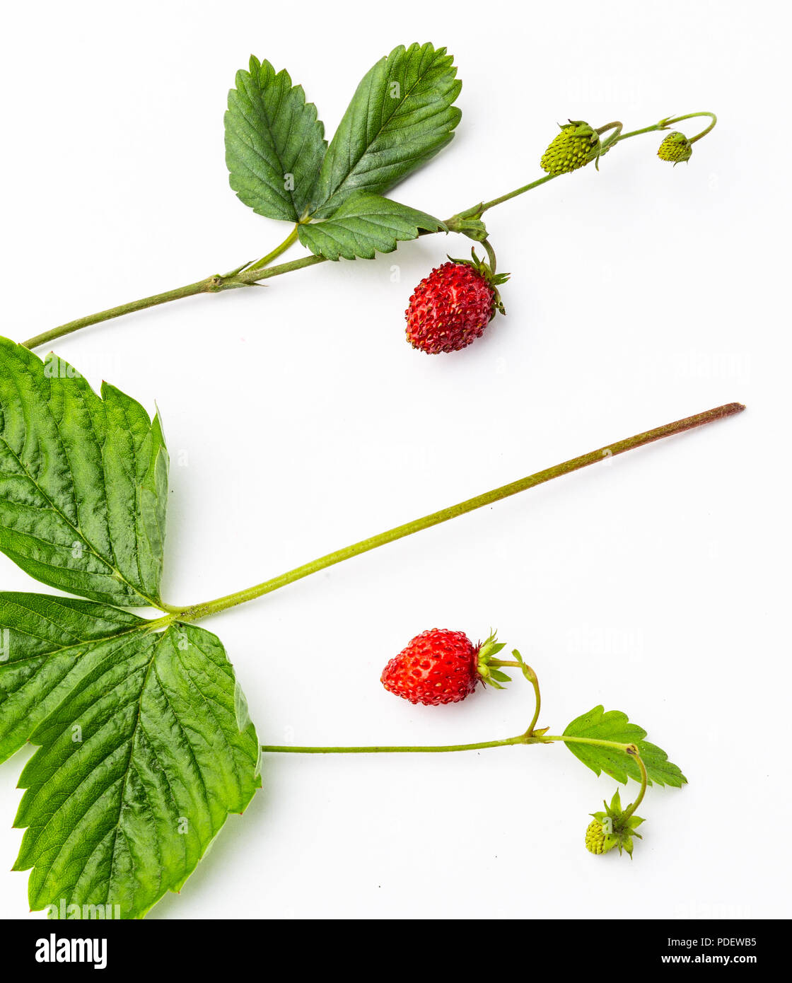 View to the forest strawberry bunches from top Stock Photo - Alamy