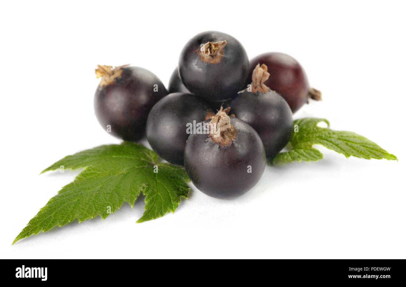black currants with leaves on white background Stock Photo - Alamy