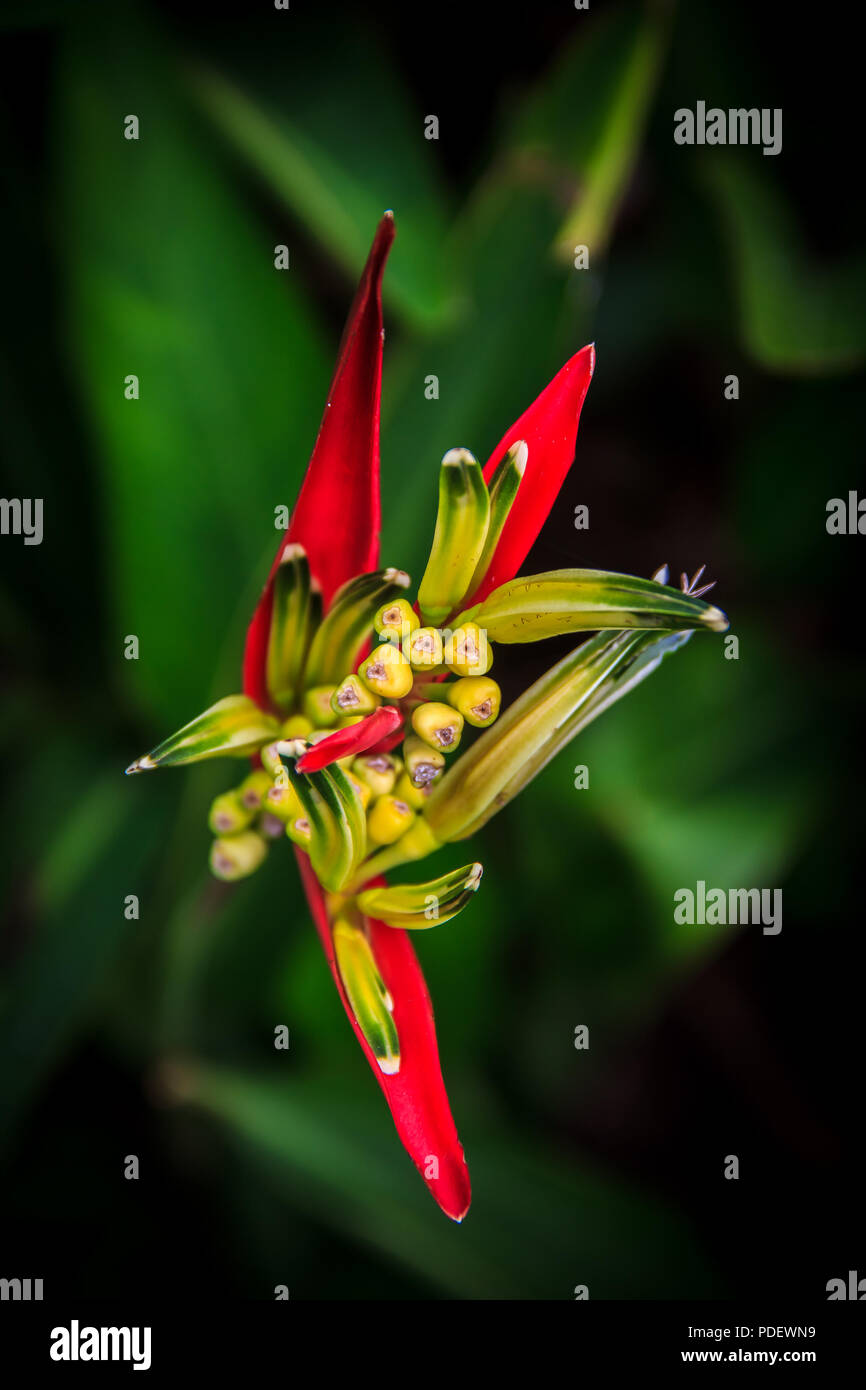 Close up of a red parakeet flower (Heliconia psittacorum andromeda ...