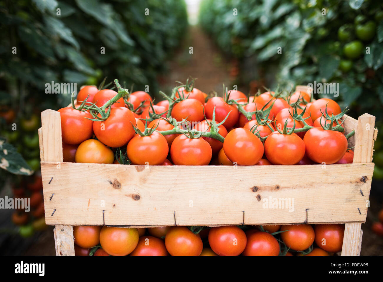 Wooden boxes with red tomatoes harvest from greenhouse Stock Photo - Alamy