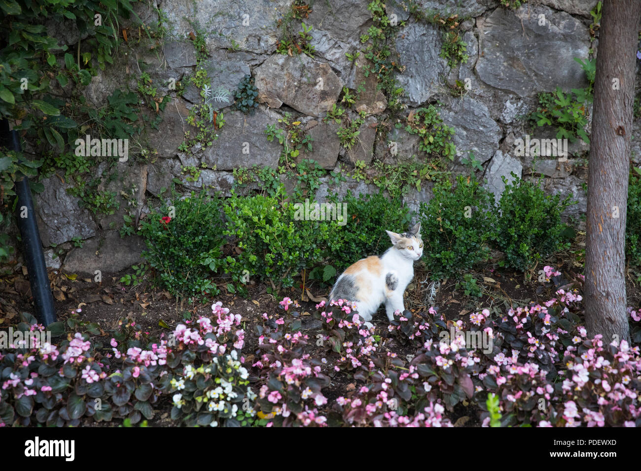 Cat chilling in Ravello Stock Photo - Alamy