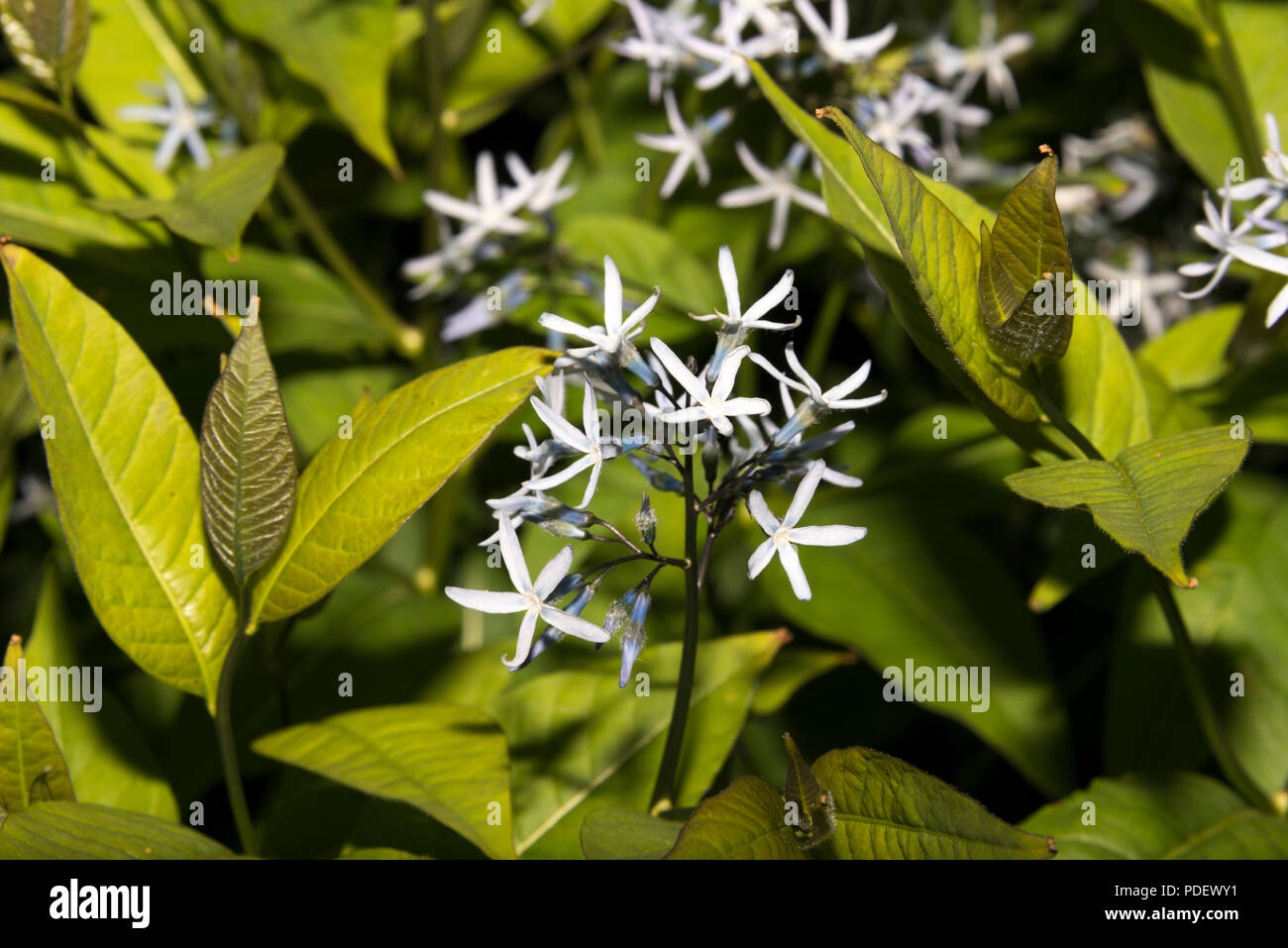 Shining Blue Star (Amsonia illustris Stock Photo - Alamy