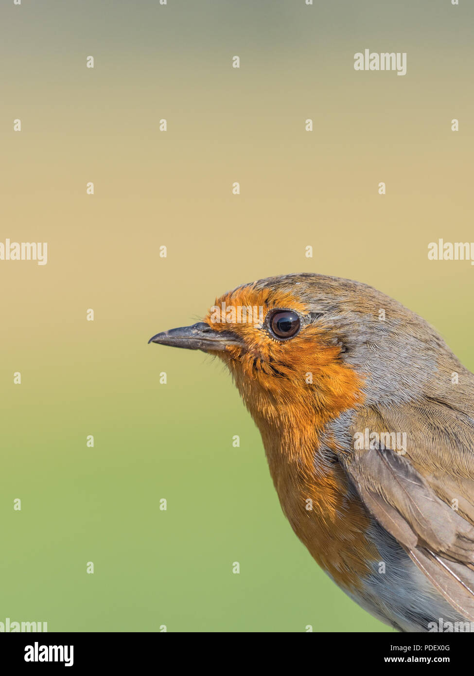 Robin redbreast flying uk hi-res stock photography and images - Alamy