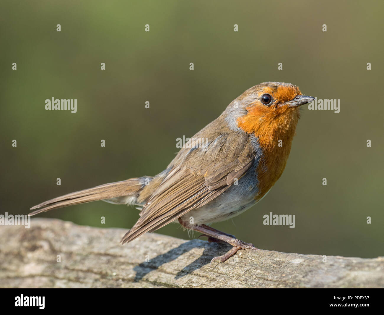 Robin, Close up Stock Photo - Alamy