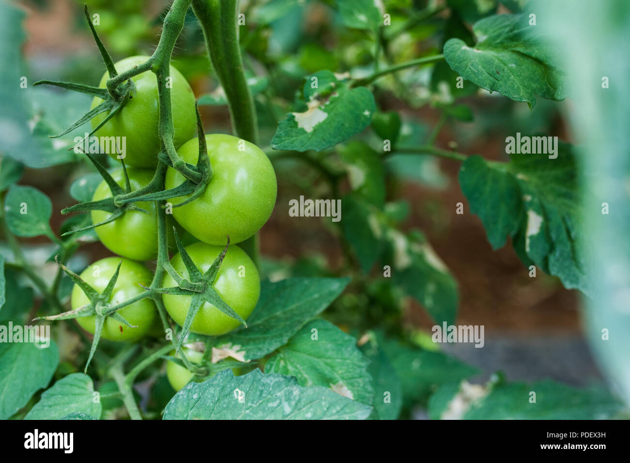 Tree Tomatoes High Resolution Stock Photography and Images - Alamy