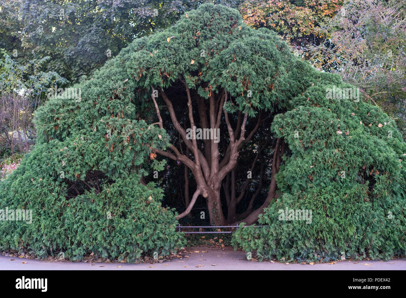 big voluminous tree in park iconic full frame Stock Photo - Alamy