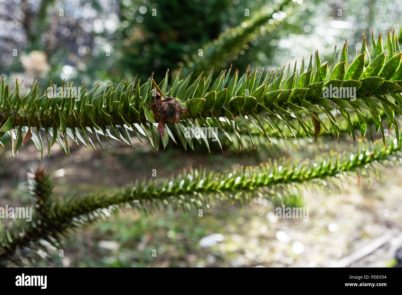 branch of chilean fir tree, or monkey puzzle tree, auracaria araucana ...