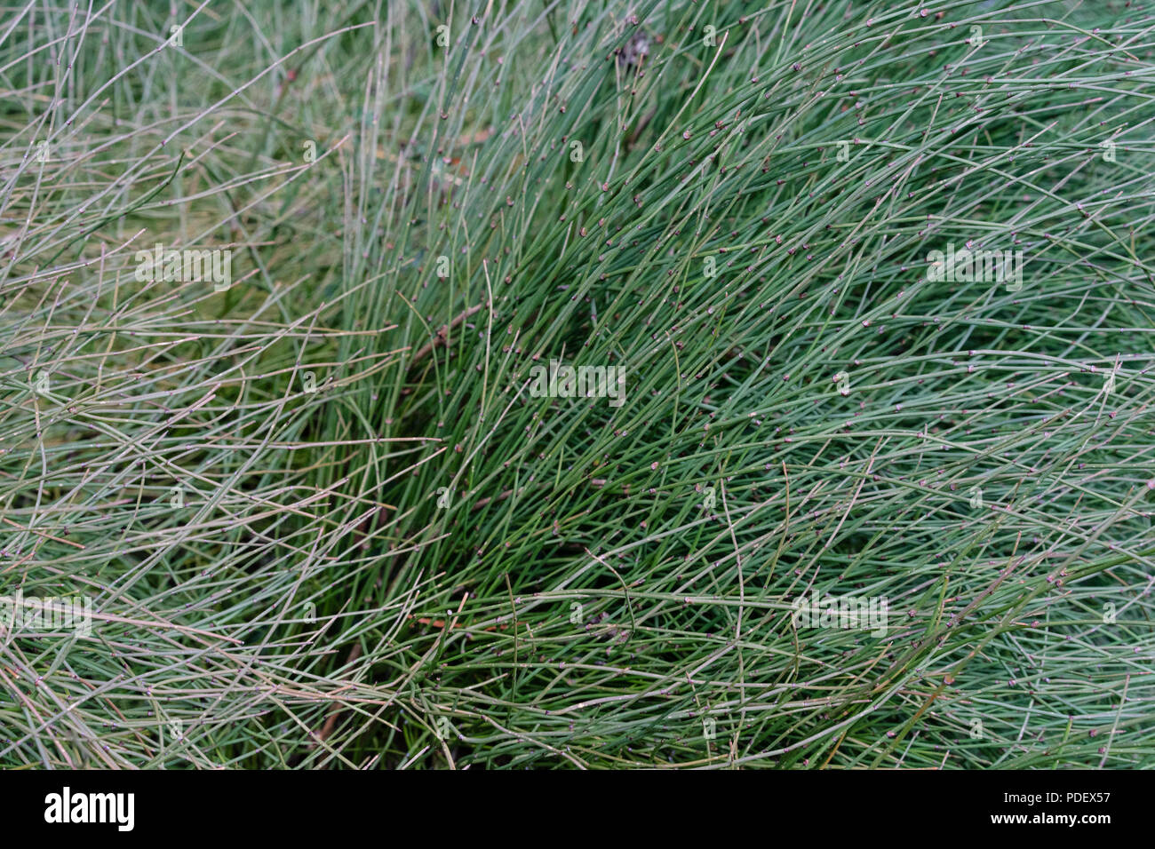 fragile plant, ephedra equisetina ephedraceae from china Stock Photo ...