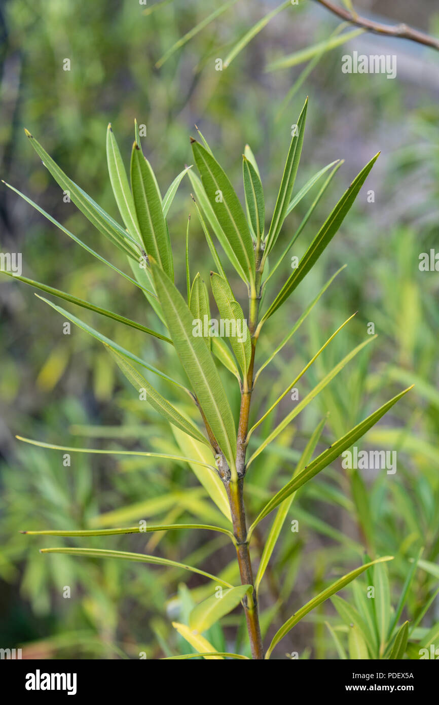 Nerium Oleander Leaf