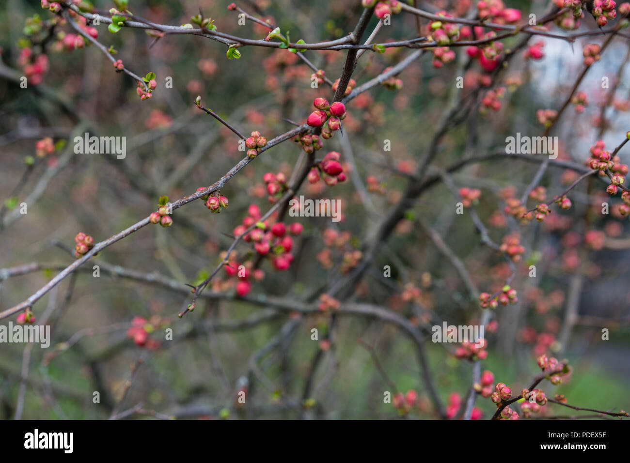 Fruit fruits nature plant botanical quince ripe hi-res stock ...