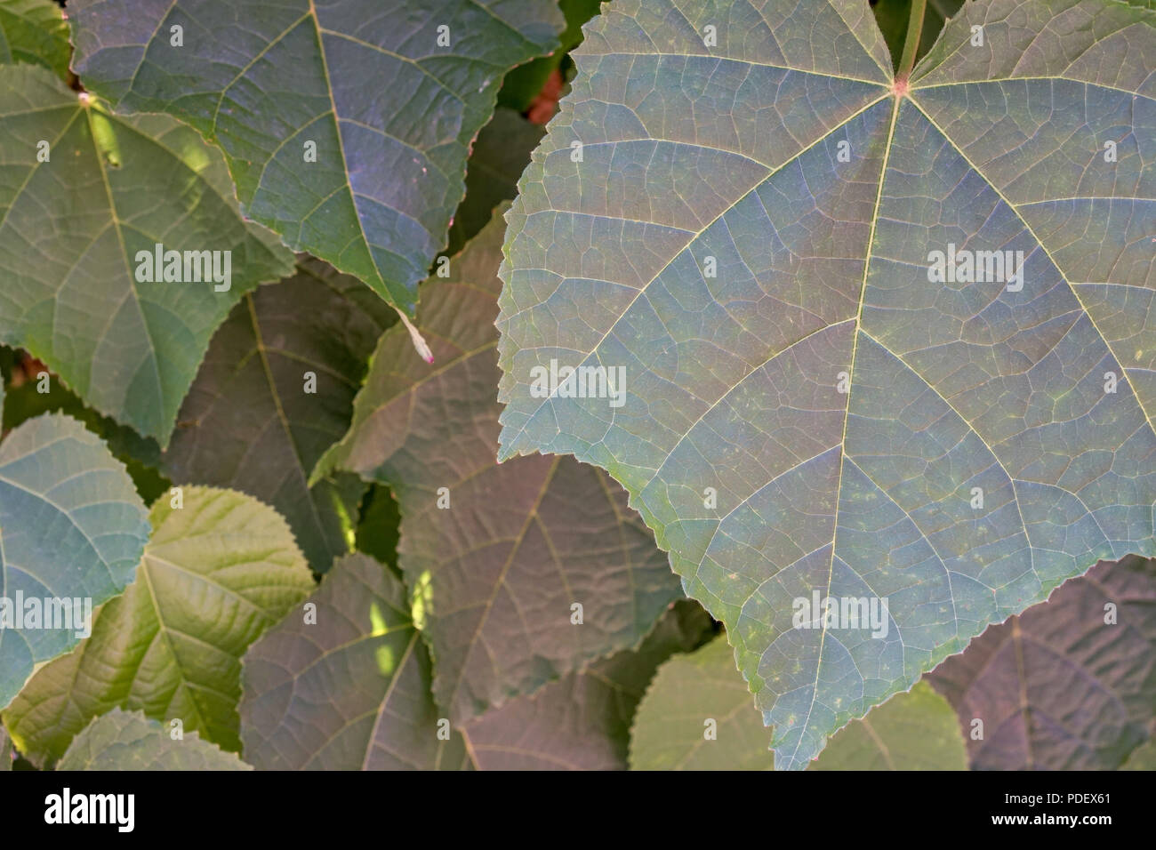 big green leaf front view for background Stock Photo - Alamy