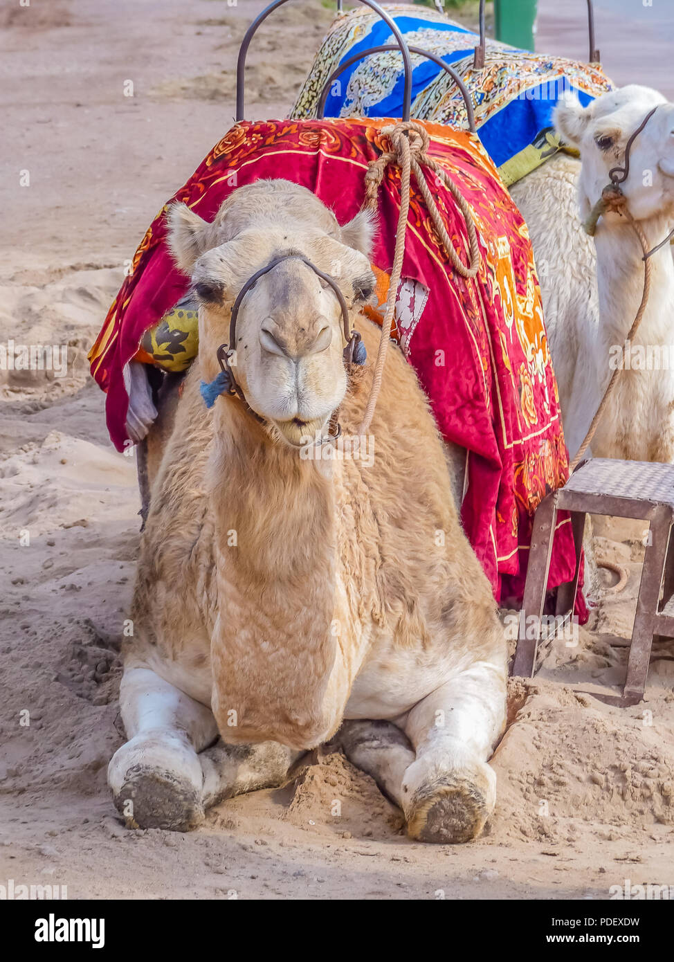 Camel taxi hi-res stock photography and images - Alamy