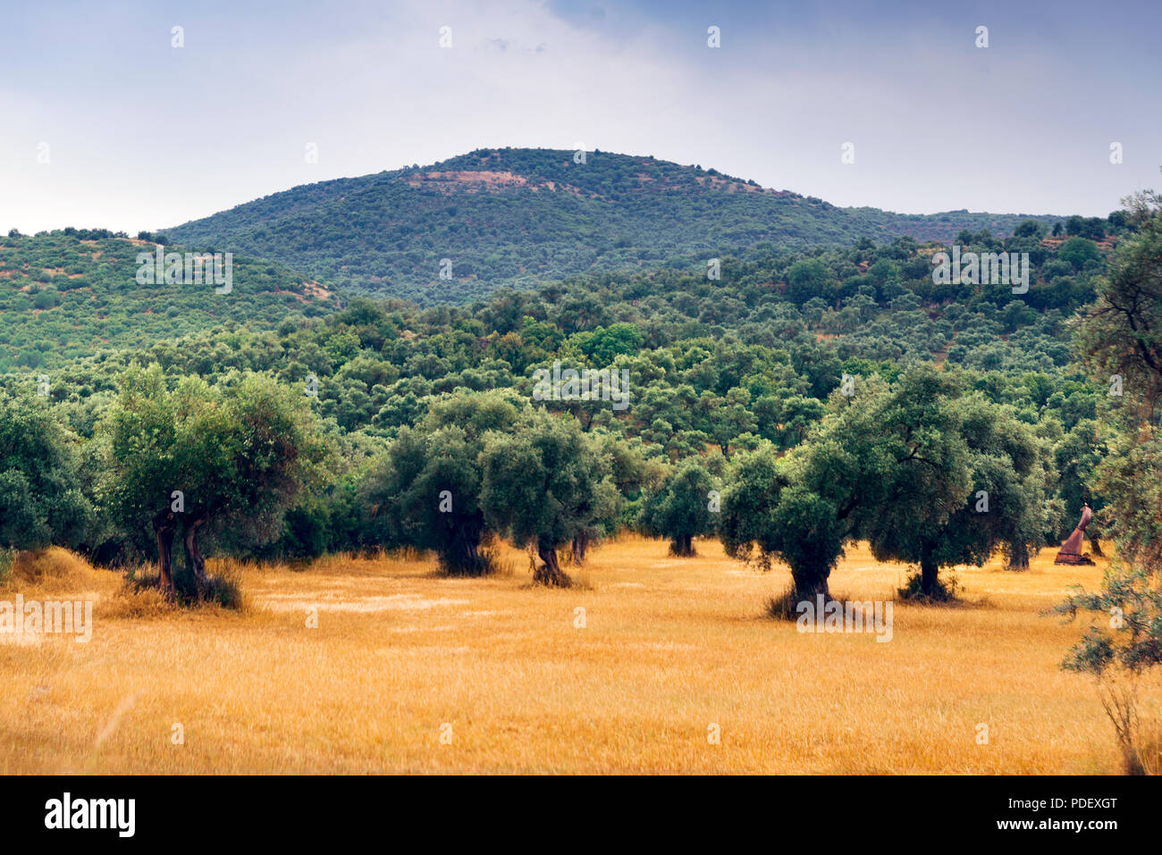 Landscape view of olive tree field with cloudy sky Stock Photo - Alamy