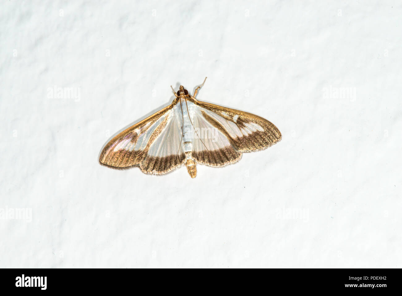 box tree moth on a wall Stock Photo - Alamy