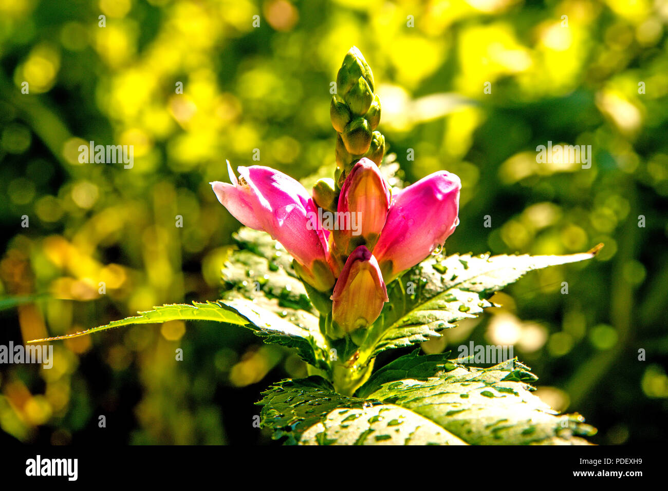 Turtle head flower hi-res stock photography and images - Alamy