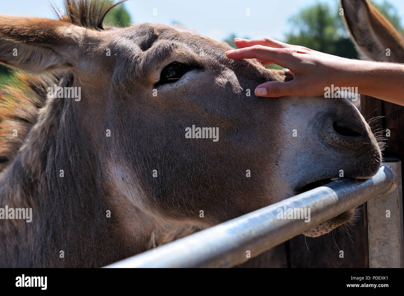 A hand resting on the nose of a donkey in captivity Stock Photo - Alamy