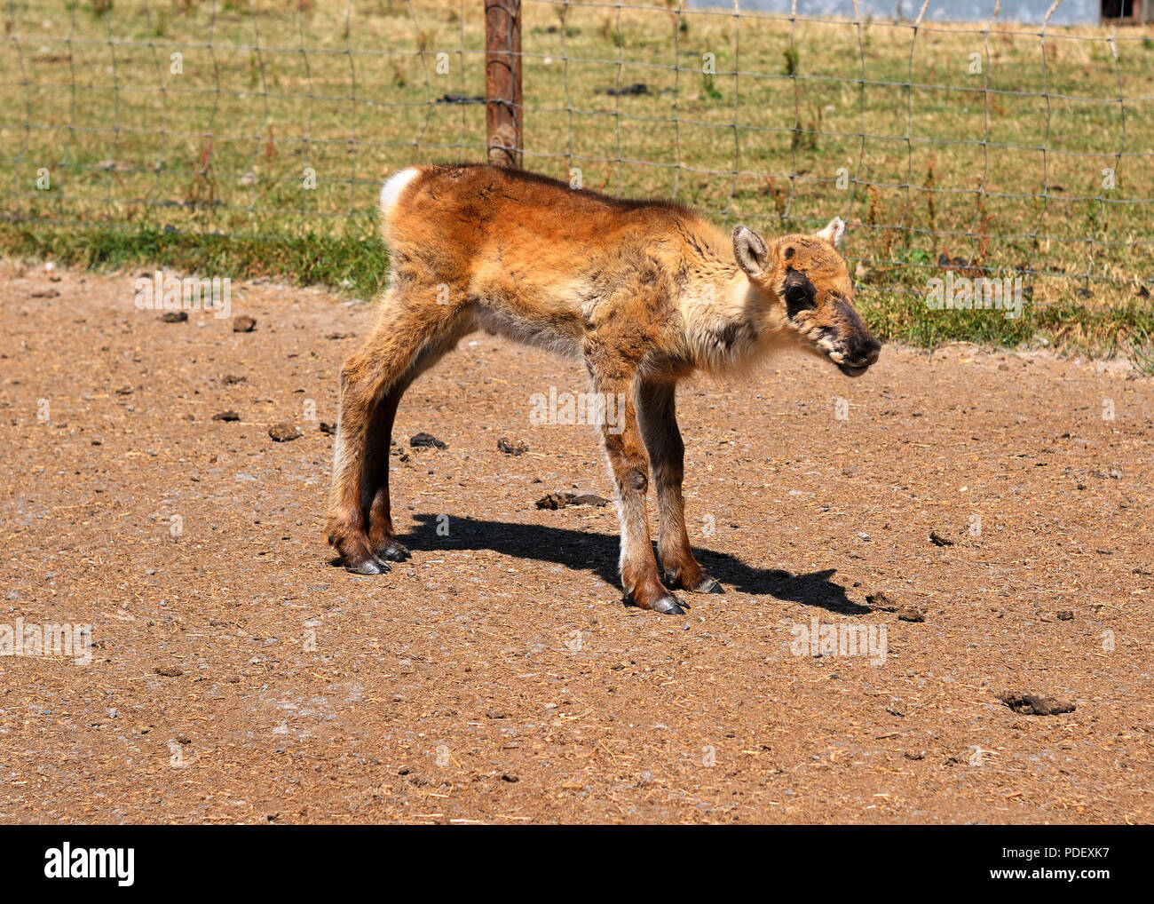 Baby reindeer hi-res stock photography and images - Alamy