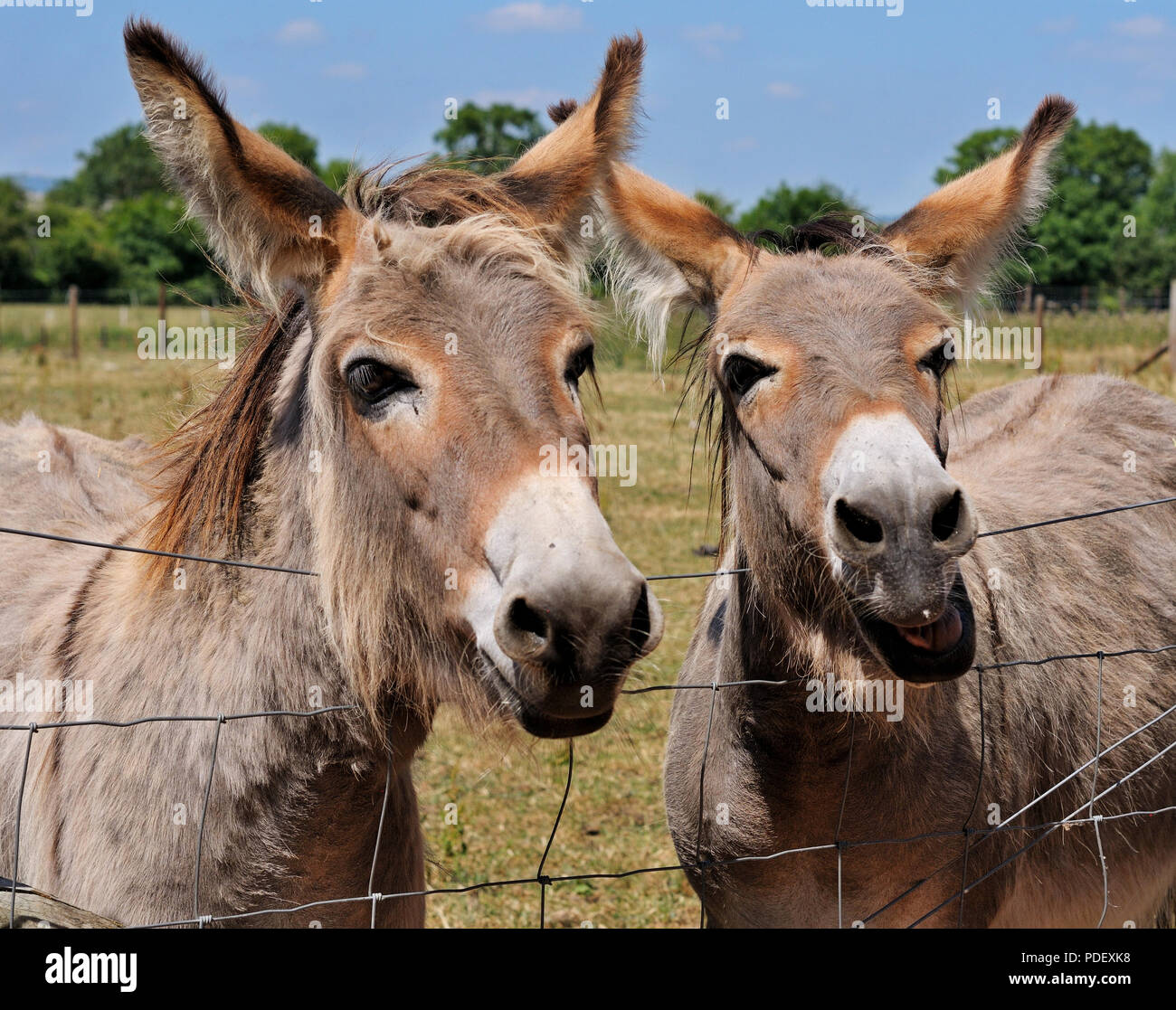 Two donkeys looking over a wire fence Stock Photo - Alamy