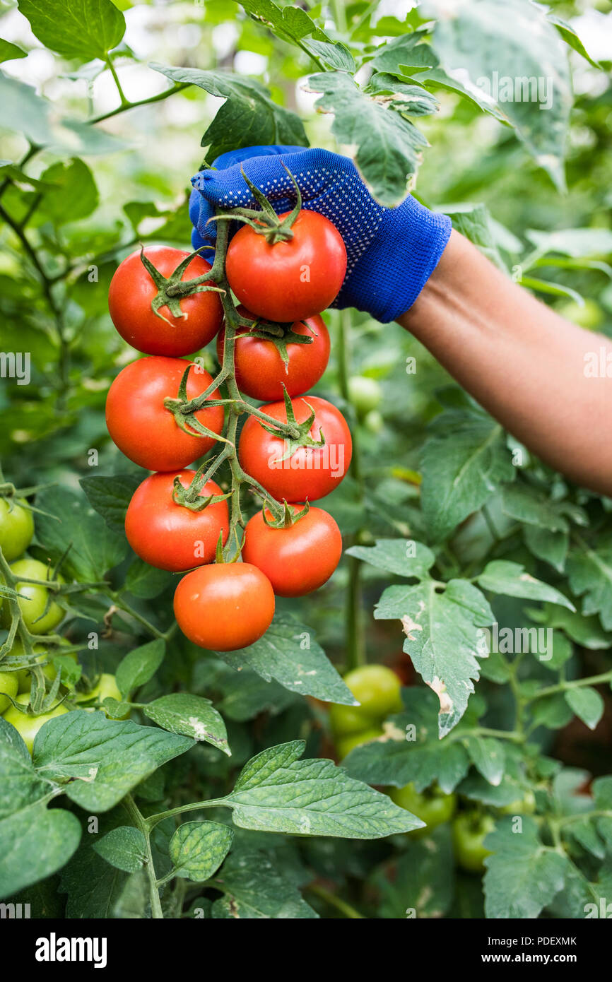 Man hold tomato plant hi-res stock photography and images - Alamy
