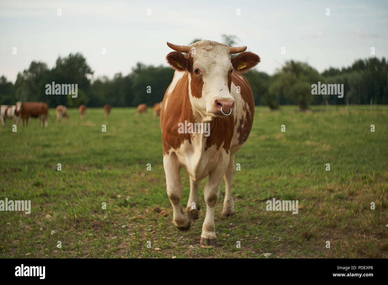 Herd of cows on a lush green pasture meadow Stock Photo - Alamy