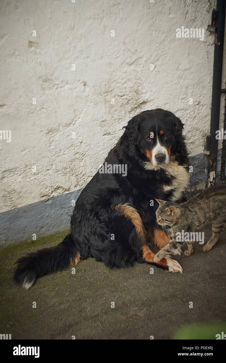 Bernese Hound High Resolution Stock Photography and Images - Alamy