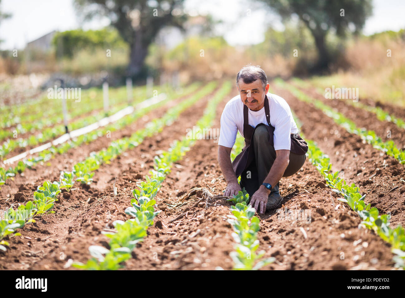 Senior farmer checking status of young plants in the greenhouse Stock ...