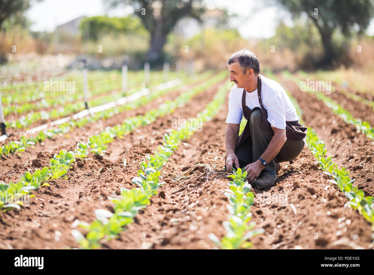 Senior farmer checking status of young plants in the greenhouse Stock ...