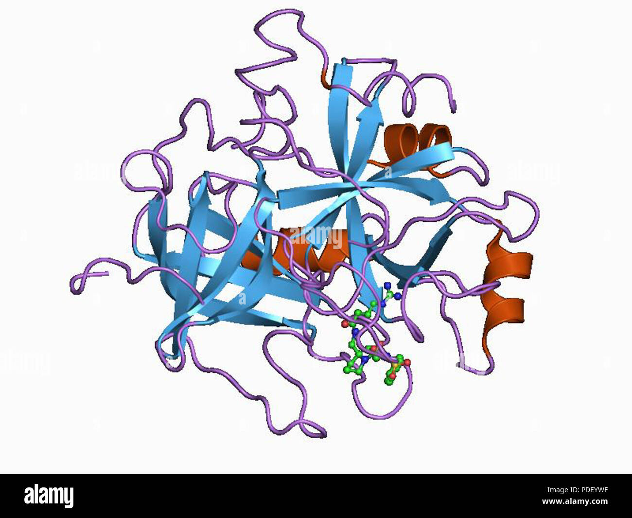 Bacillus stearothermophilus hi-res stock photography and images - Alamy