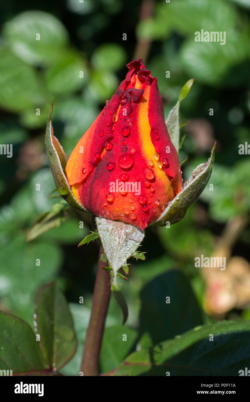 Blooming beautiful colorful rose bud in garden background Stock Photo ...