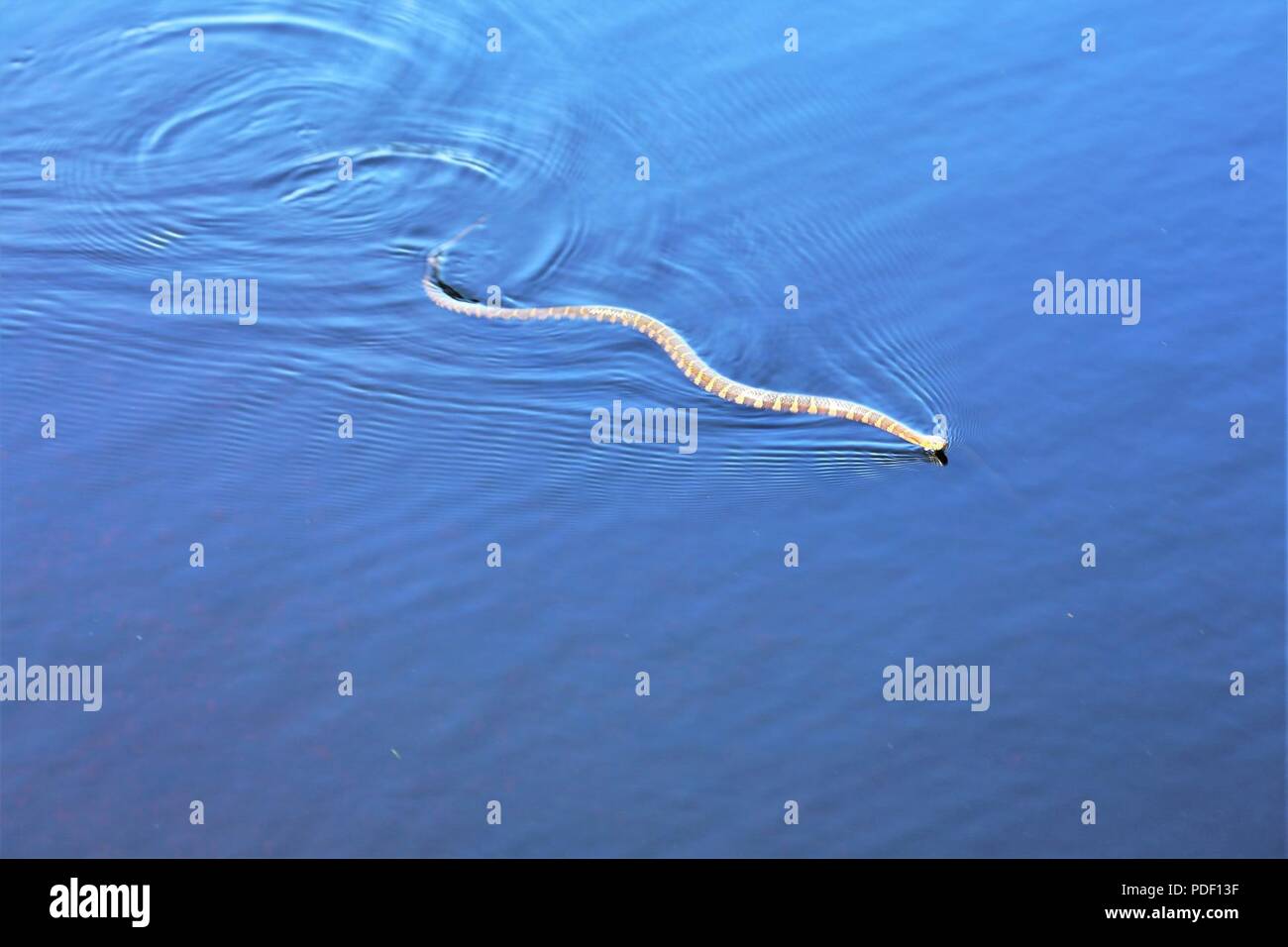 Common watersnake hi-res stock photography and images - Alamy