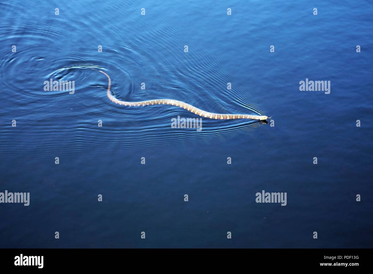 Common watersnake hi-res stock photography and images - Alamy