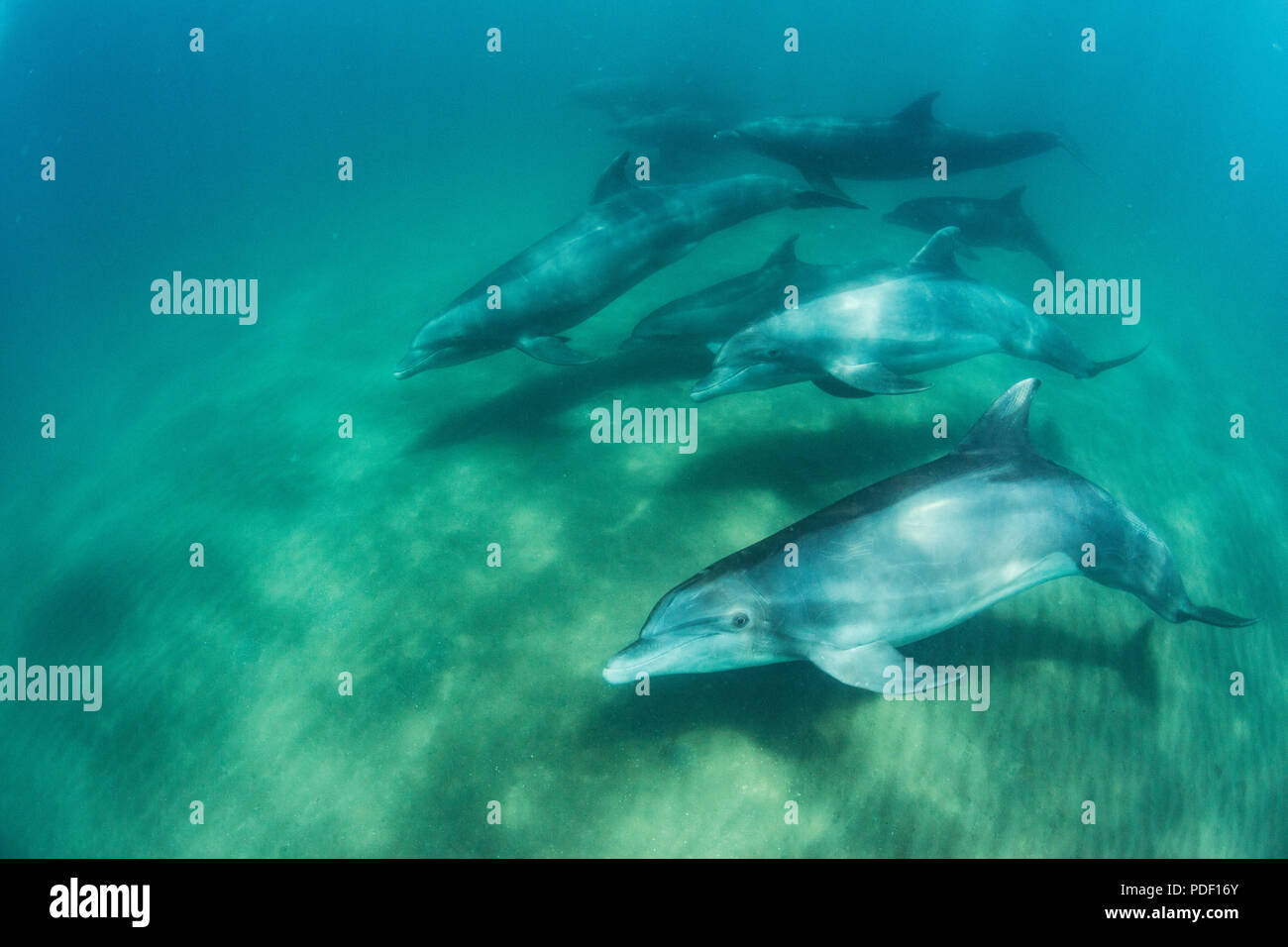 A pod of common bottlenose dolphins, Tursiops truncatus, underwater at El Mogote, Baja ...