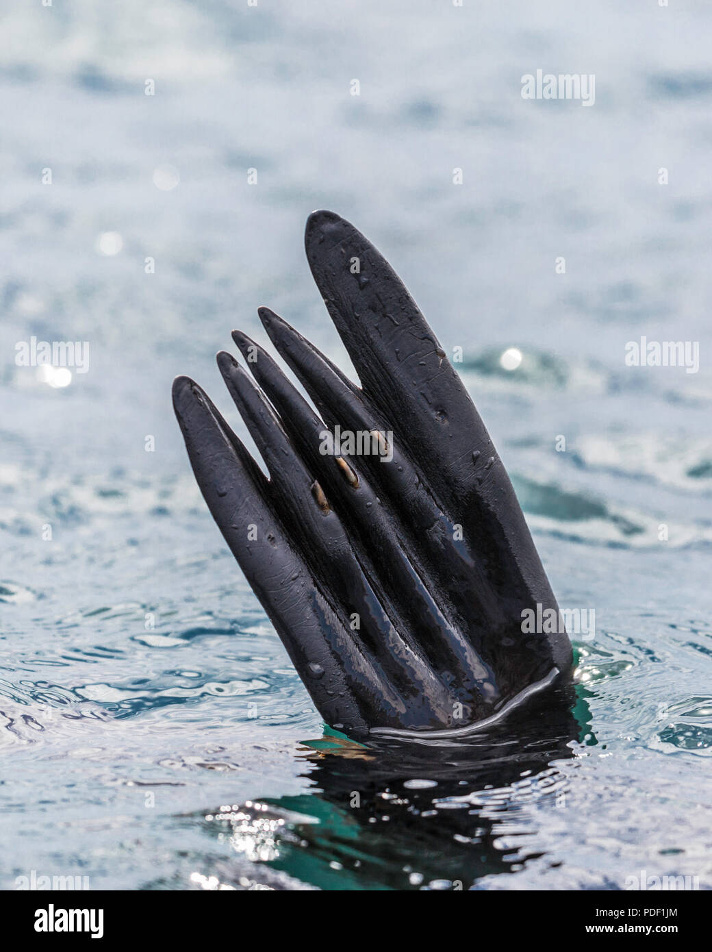 Sea lion anatomy hi-res stock photography and images - Alamy
