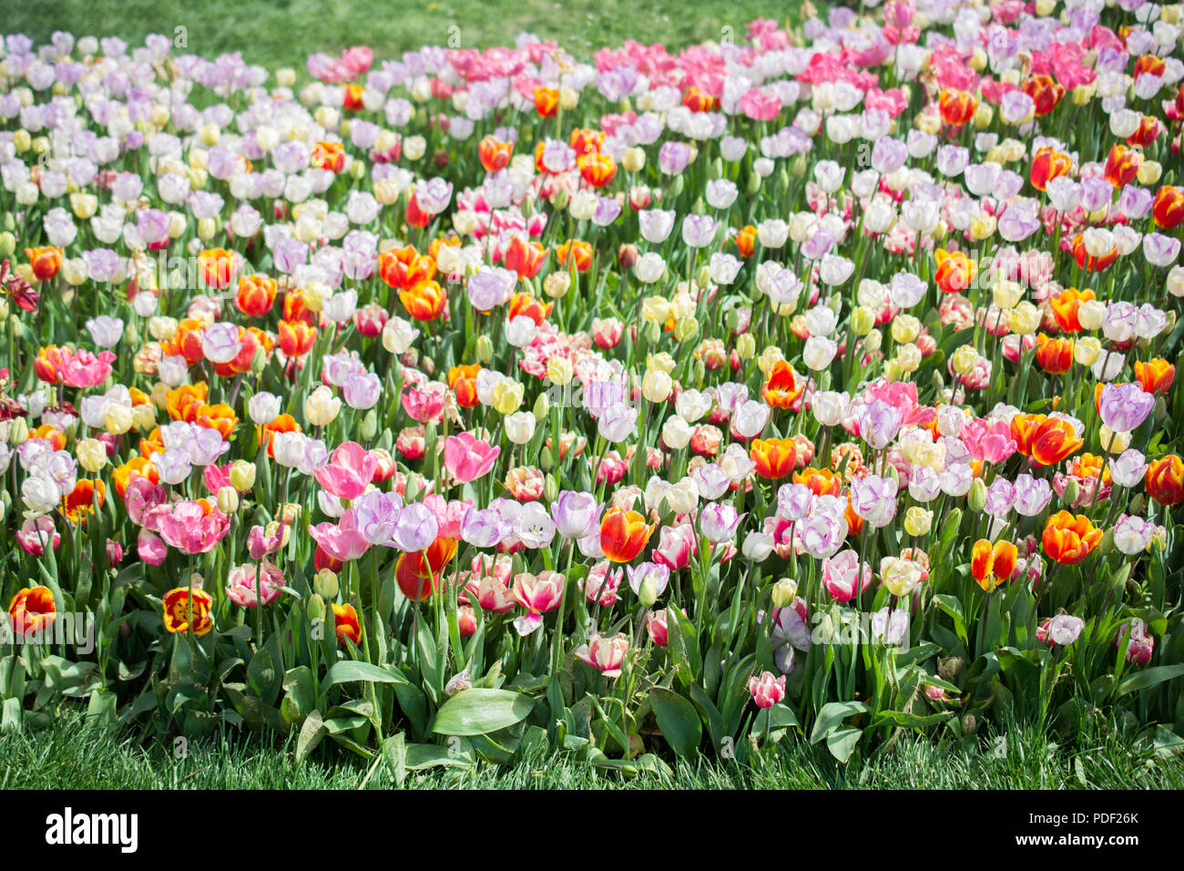 Blooming beautiful colorful natural flowers in view Stock Photo - Alamy