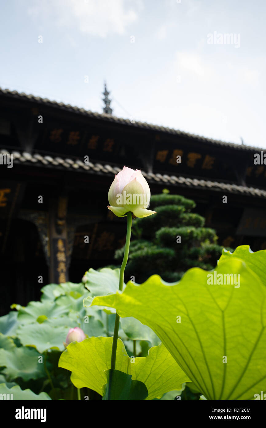 Ancient Chinese architecture and flowers Stock Photo - Alamy