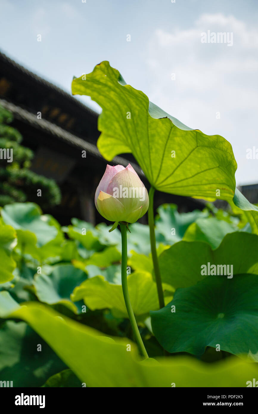 Ancient Chinese architecture and flowers Stock Photo - Alamy