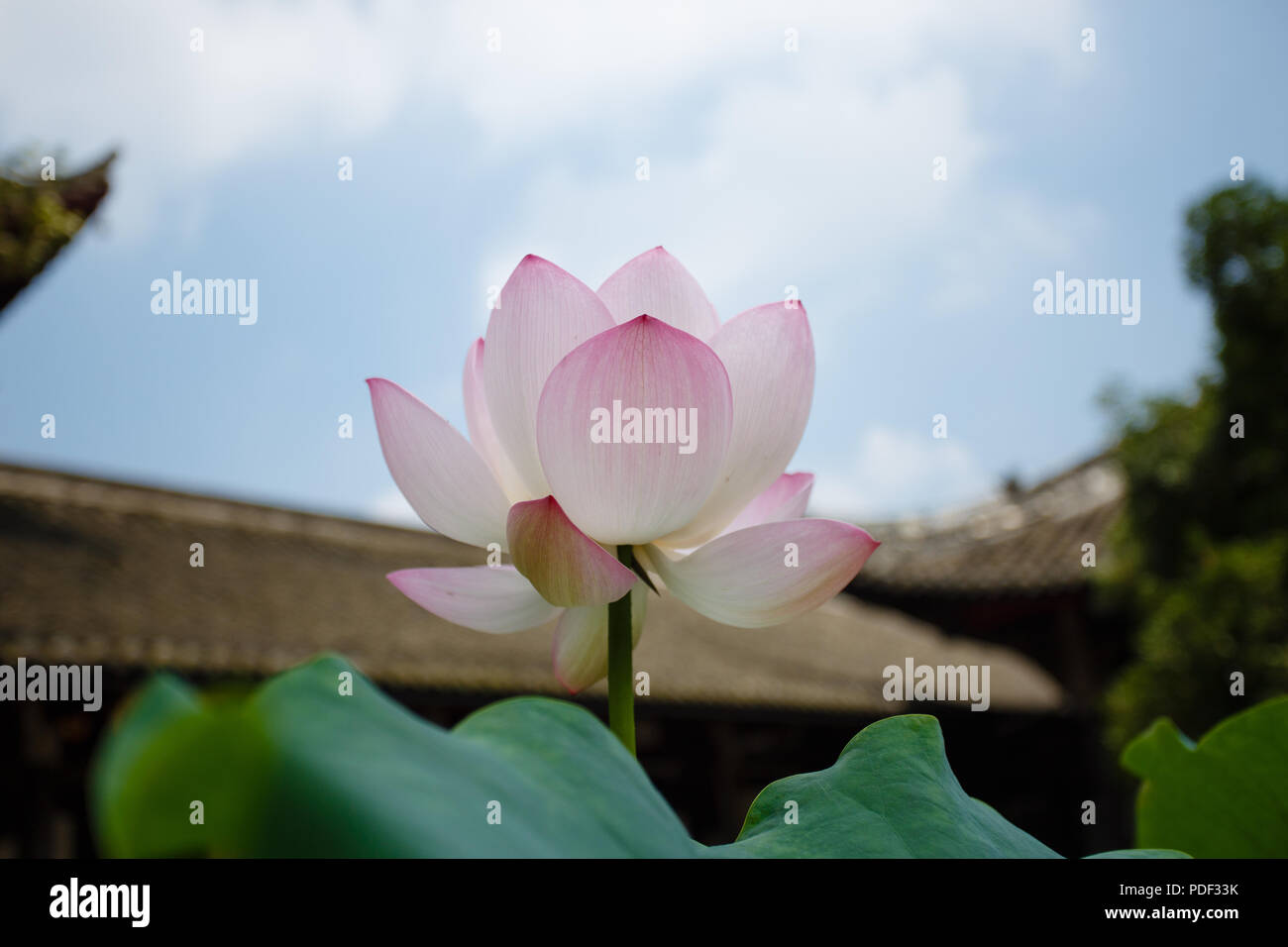 Ancient Chinese architecture and flowers Stock Photo - Alamy